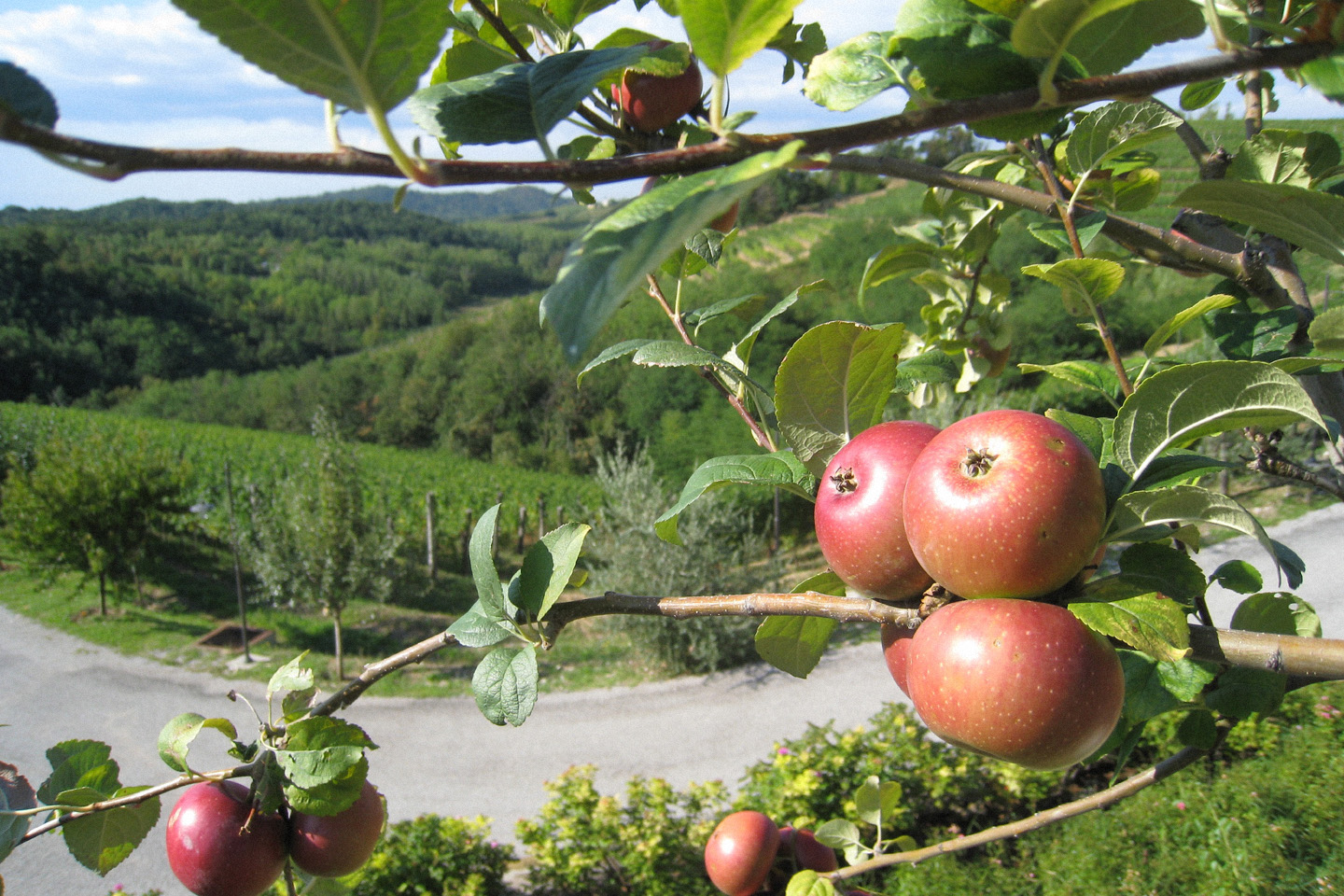 LIS FADIS | Il frutteto fa da cornice all'Azienda Vinicola